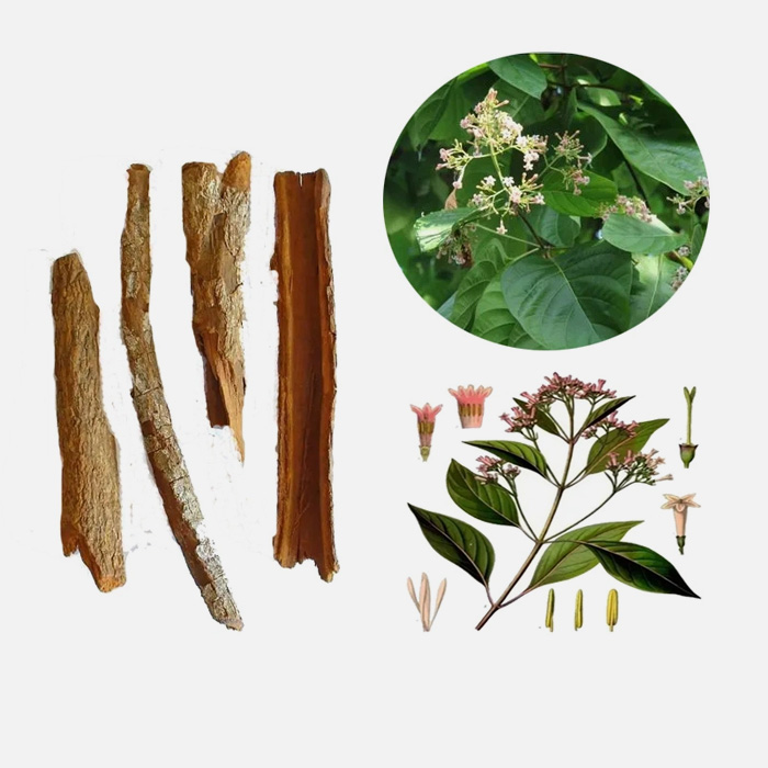 Cinchona - Umalaxmi Organics
